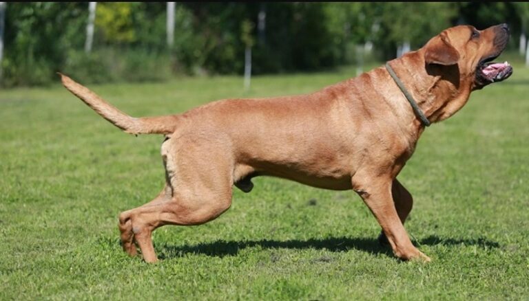 10 Dog Breeds Used To Hunt Wolves - DogCrunch