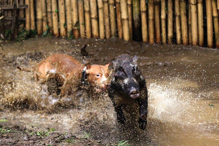 10 Dog Breeds Used To Hunt Wild Boar - DogCrunch