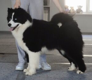 10 Dog Breeds Used In Russian Prisons - DogCrunch