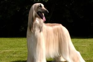 9 Dog Breeds With Long Hair Tails - DogCrunch