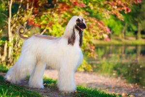 10 Dog Breeds With Long Legs - DogCrunch
