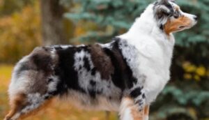 8 Dog Breeds With Docked Tails - DogCrunch