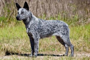 10 Dog Breeds With Short Tails - DogCrunch