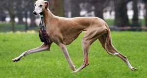 10 Dog Breeds With Long Legs - DogCrunch