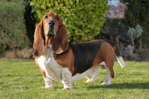 8 Dog Breeds With Long Faces - DogCrunch