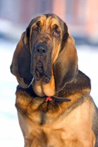 10 Dog Breeds Used For Bomb Detection - DogCrunch