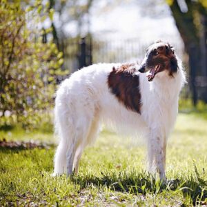 10 Dog Breeds With Long Legs - DogCrunch