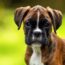 10 Dog Breeds Used For Bomb Detection - DogCrunch