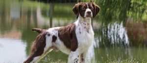 10 Dog Breeds With Short Tails - DogCrunch
