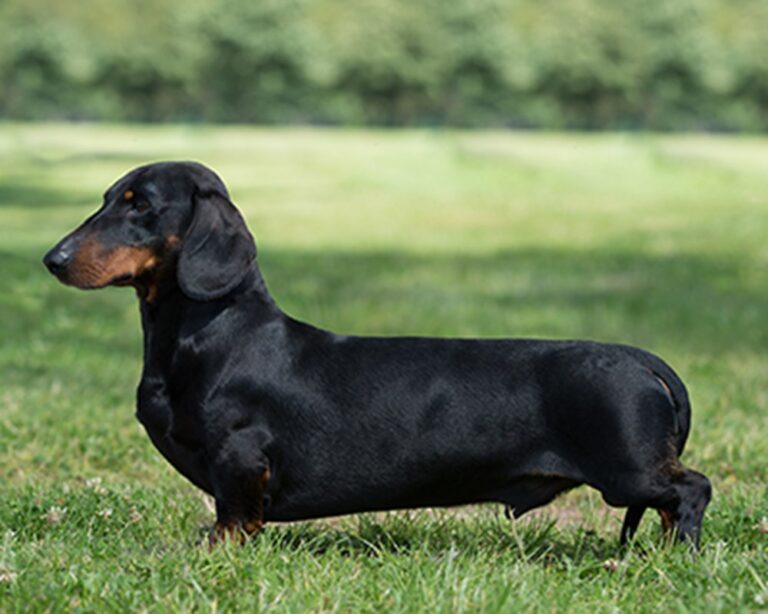 8 Dog Breeds With Short Legs - DogCrunch