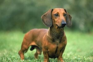 8 Dog Breeds With Less Hair Fall - DogCrunch