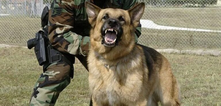 8 Dog Breeds Used In Indian Army - DogCrunch