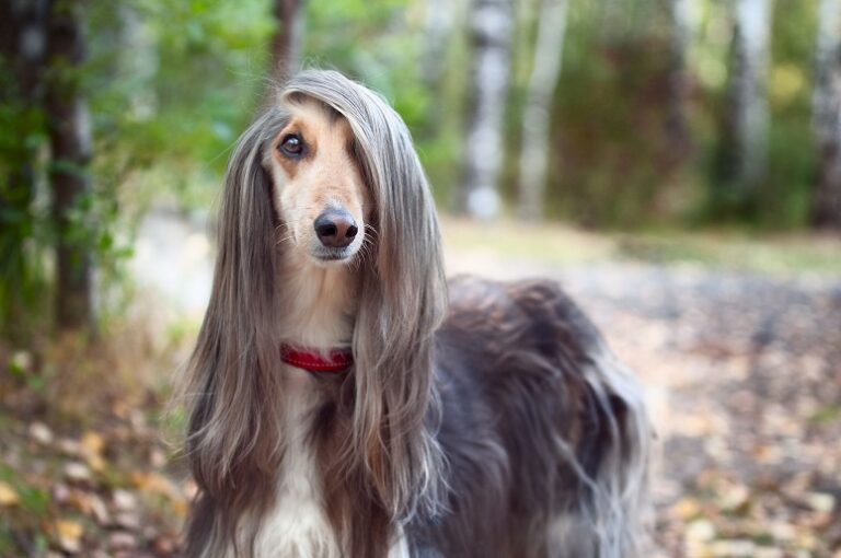 10 Dog Breeds With Long Hair - DogCrunch