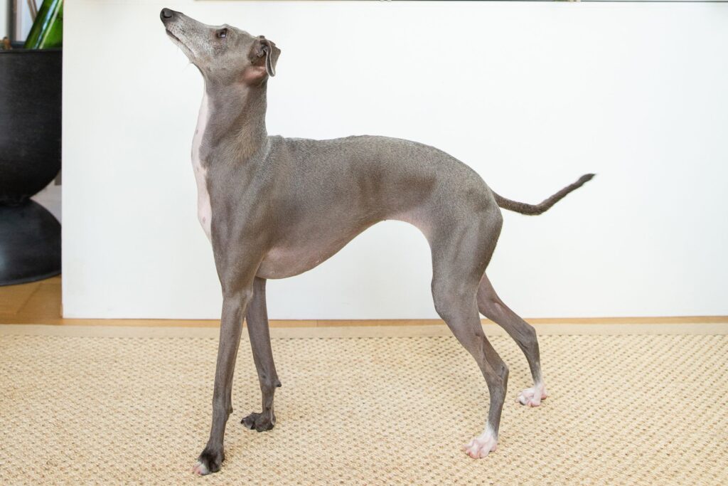 10 Dog Breeds With Long Legs - DogCrunch