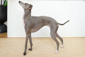 10 Dog Breeds With Long Legs - DogCrunch