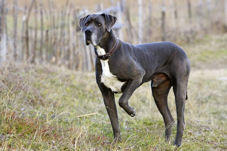 10 Dog Breeds With Long Legs - DogCrunch