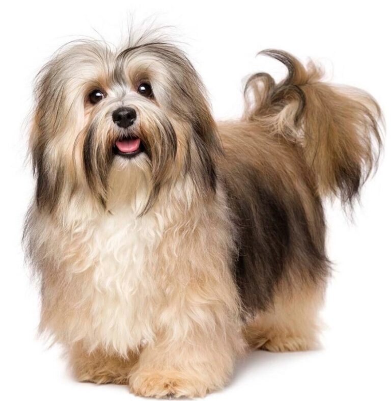 9 Dog Breeds With Long Hair Tails - DogCrunch