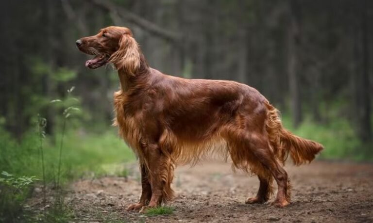 9 Dog Breeds With Long Hair Tails - DogCrunch