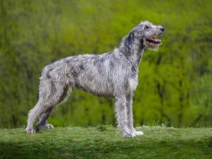 10 Dog Breeds With Long Legs - DogCrunch