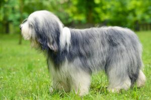 10 Dog Breeds With Short Tails - DogCrunch