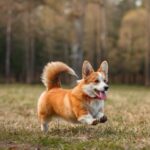 8 Dog Breeds With Short Legs - DogCrunch