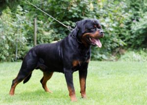 10 Dog Breeds With Short Tails - DogCrunch