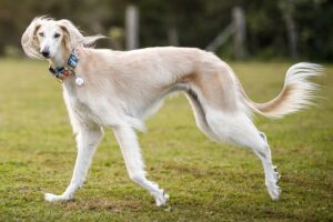 10 Dog Breeds With Long Legs - DogCrunch
