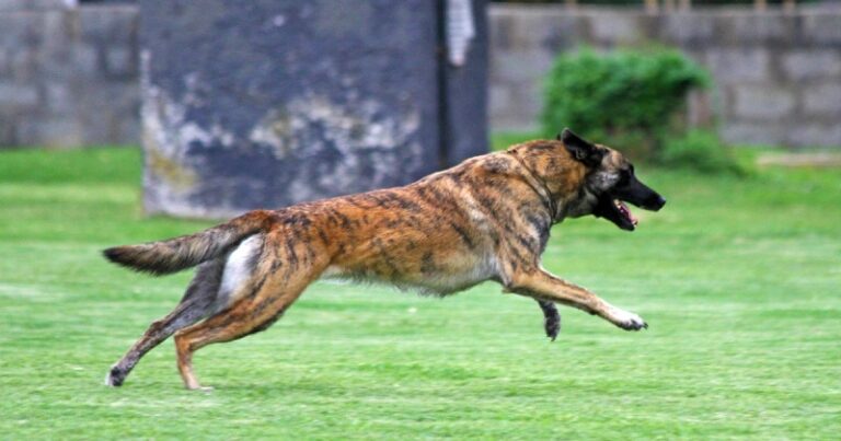 10 Dog Breeds Used For Bomb Detection - DogCrunch