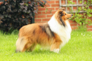9 Dog Breeds With Long Hair Tails - DogCrunch