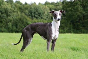 10 Dog Breeds With Long Legs - DogCrunch